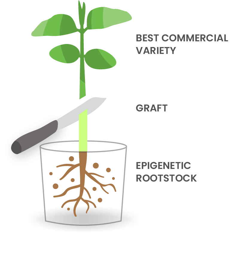 Epigenetic Technology | EpiCrop Technologies